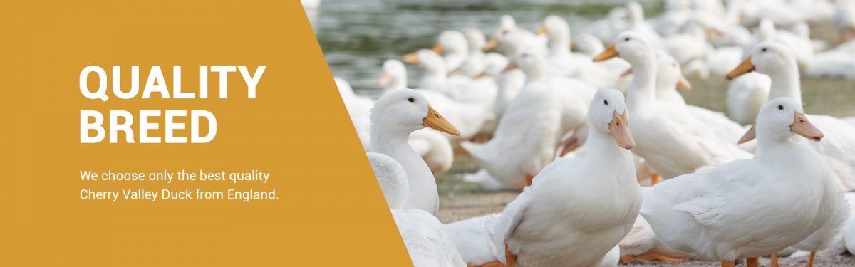 Perak Duck Food Industries – High Quality, Fresh and Hygiene Duck Products